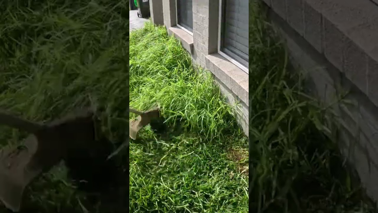 Edging A Lawn Perfectly!