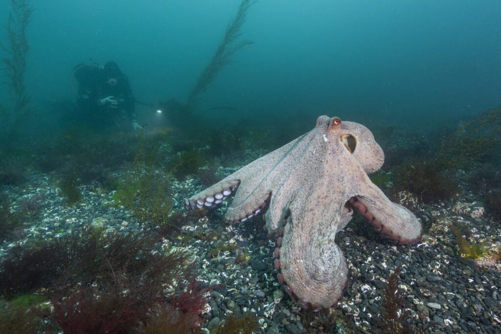 Stunning photos capture rare octopus ‘bloom’ off British coast