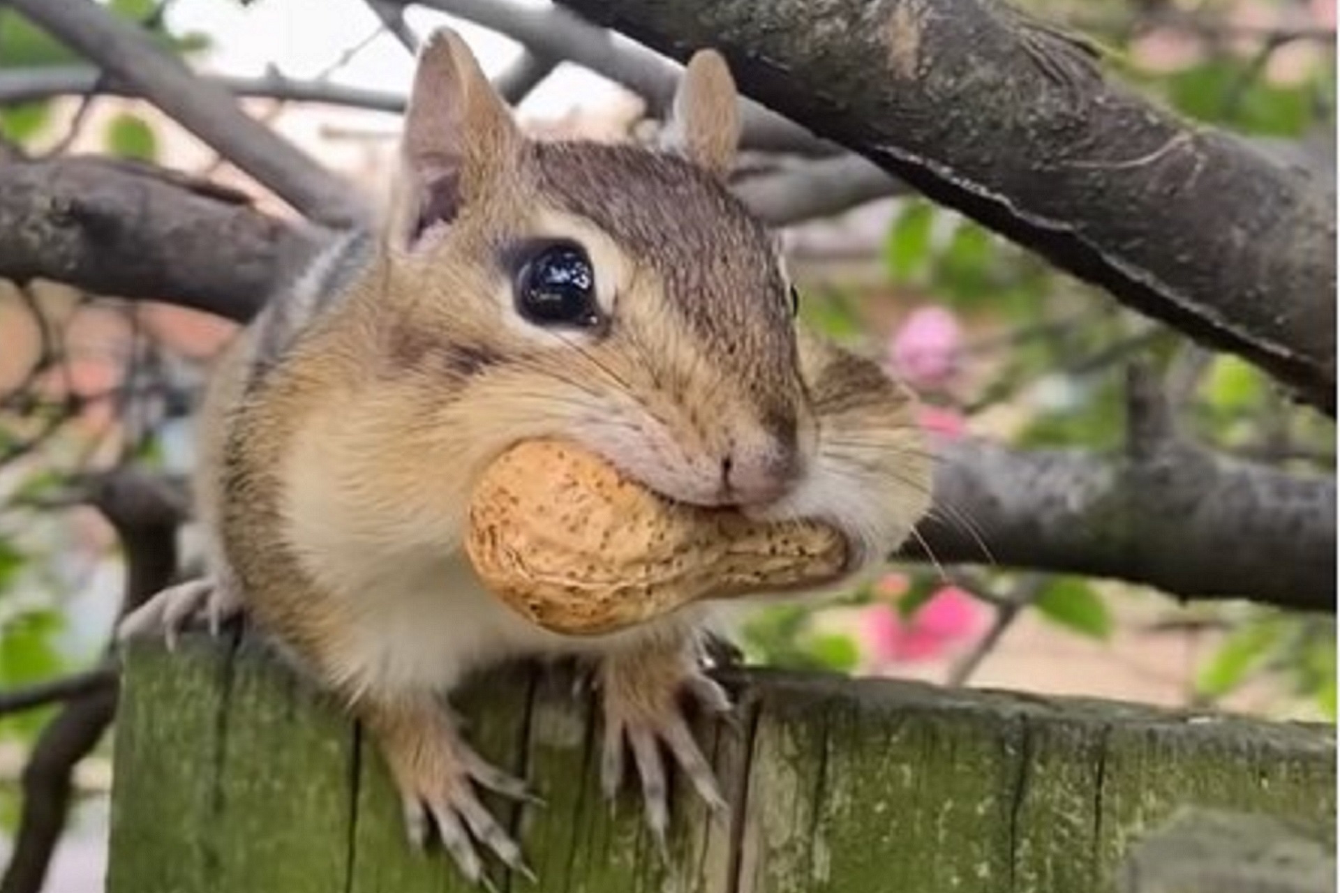 How Charlie the Chipmunk became Canada’s beloved rodent hero