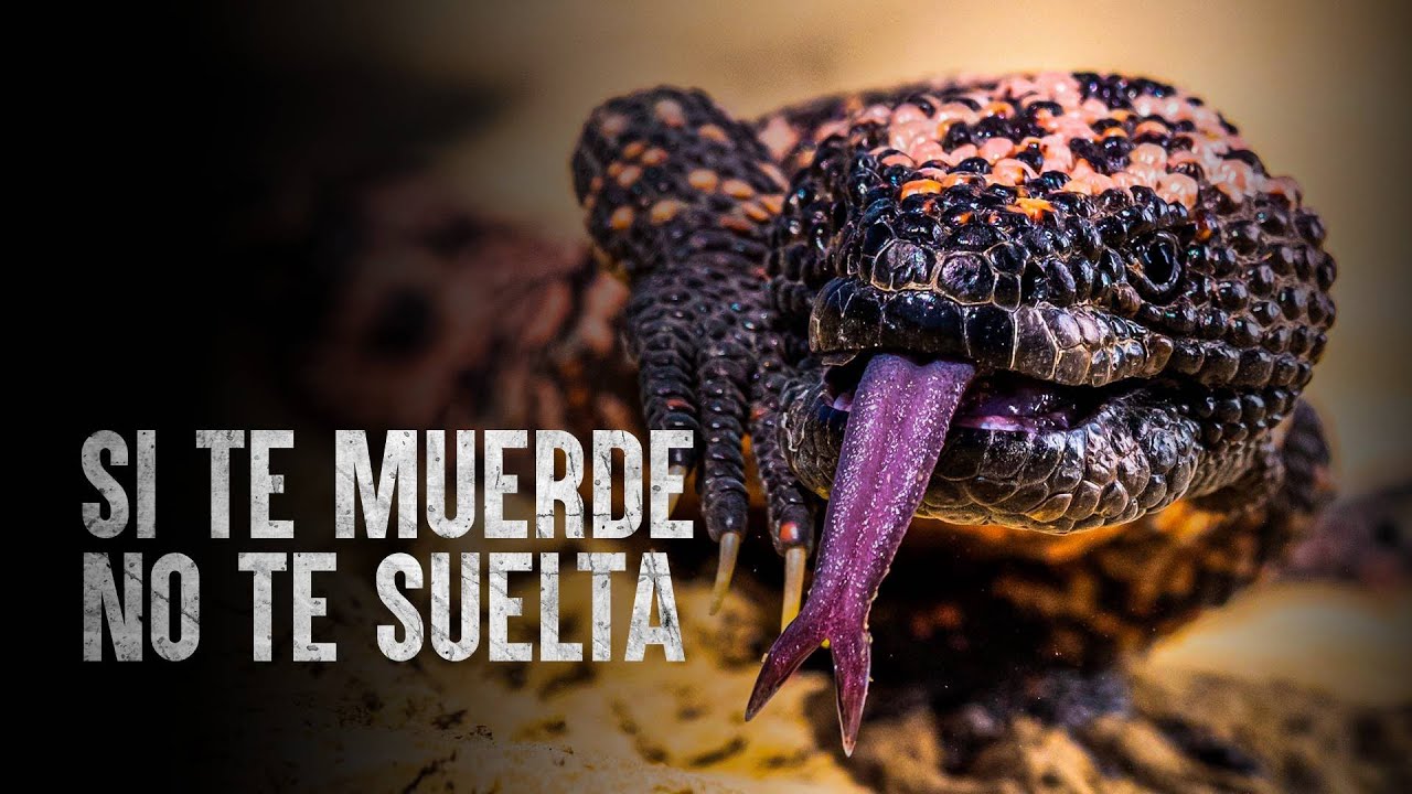 Cómo Sobrevivir al monstruo de Gila