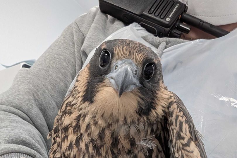 "Year of the Peregrine" after record Falcon rescues and releases