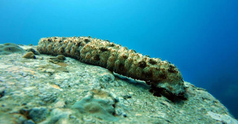 Have You Ever Seen a Sea Cucumber Poop?