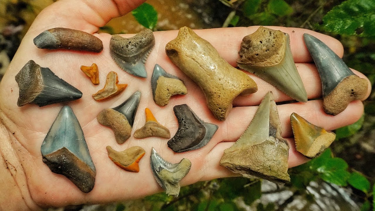 We found rare fossils while shark tooth hunting