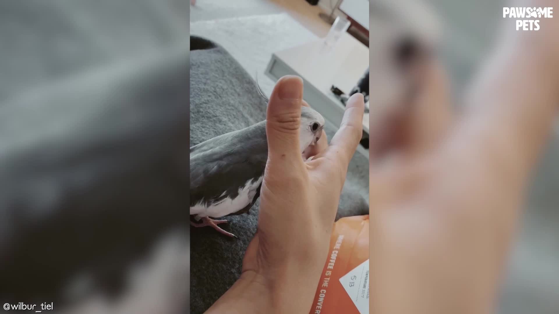 Parrots Go Crazy
