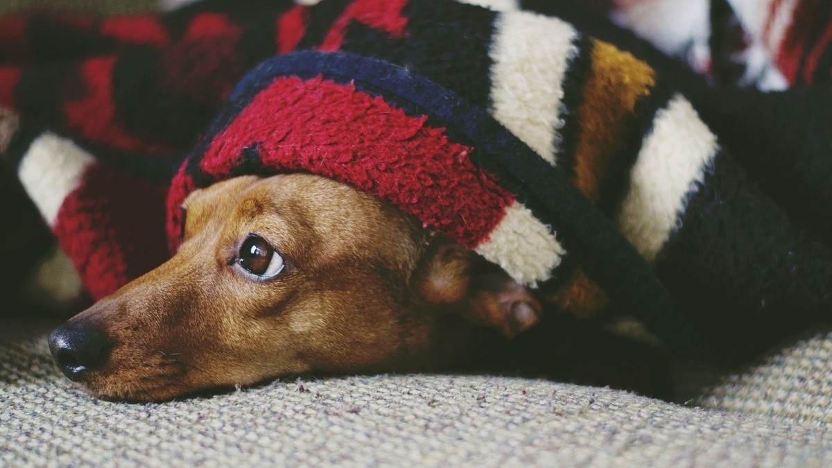 How to tell if a dog has cancer? Signs that will help you