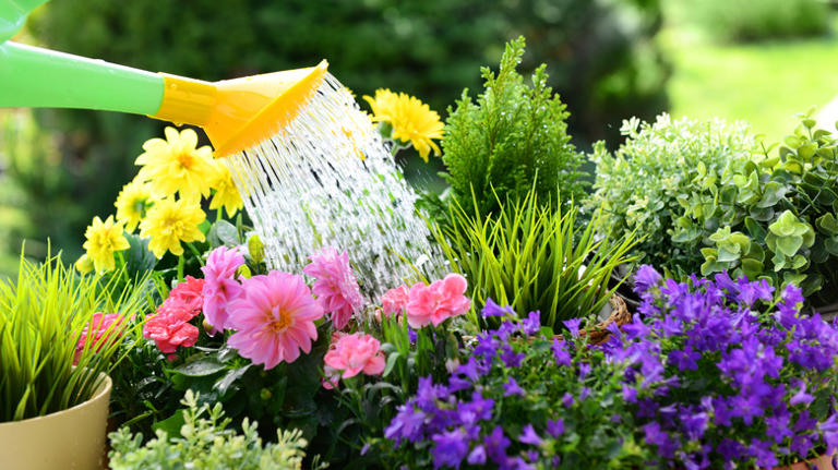 Never Make One Common Watering Mistake If You Want Your Plants To ...