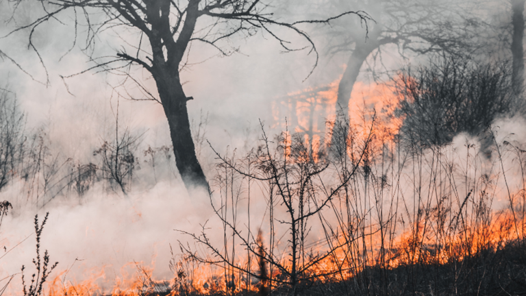 Wildfire Smoke May Rewire Your Immune System, Scientists Warn: Here’s ...