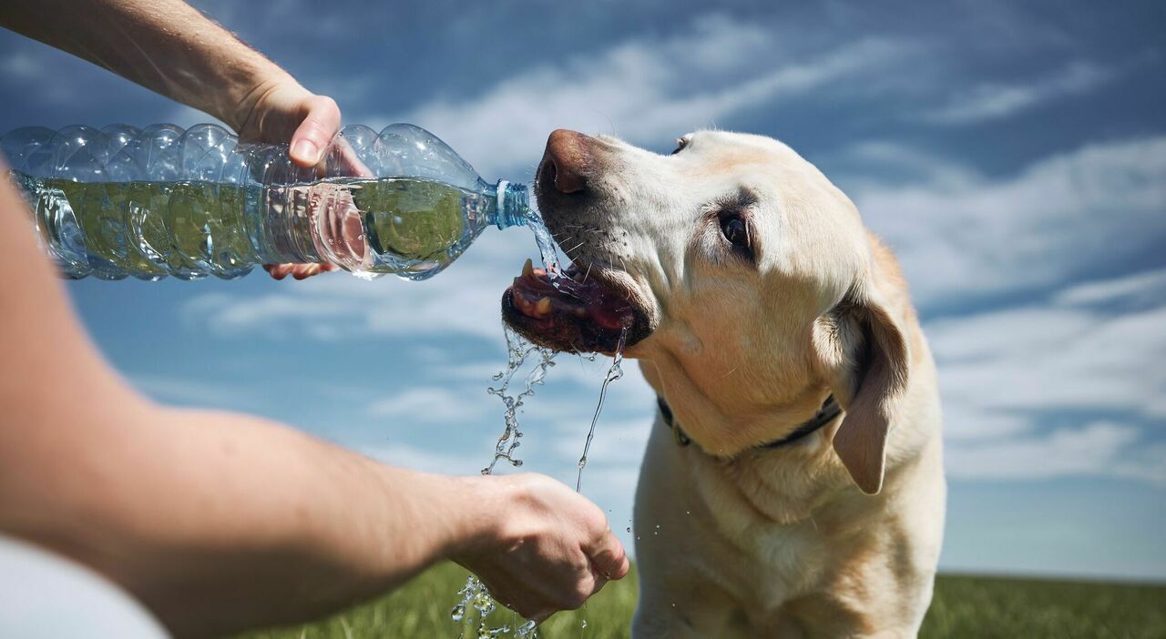 Caldo a Roma: colpi di calore, attenzione anche ai cani. Come ...