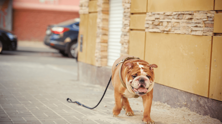 Tips to keep your pets safe around fireworks