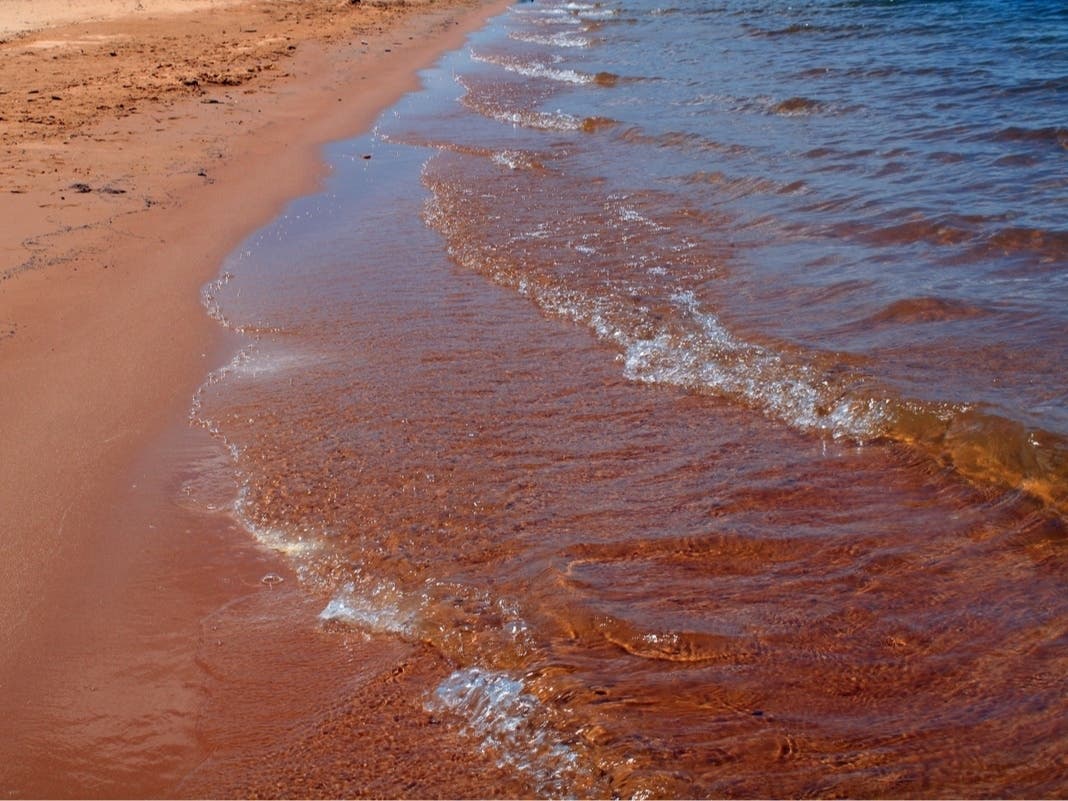 Multiple Metro Detroit Beaches Under Contamination Advisories Ahead Of ...