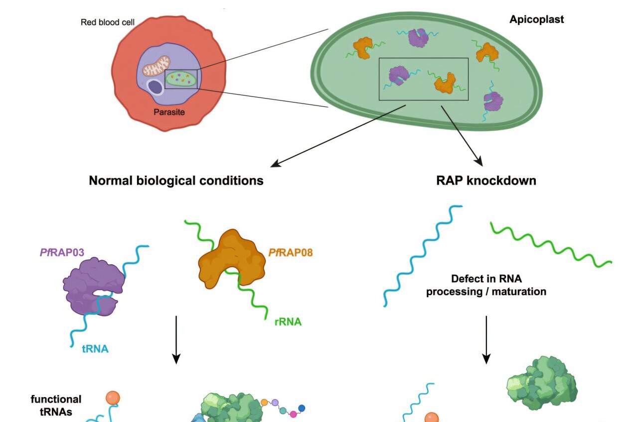 Pair of malaria parasite proteins could lead to targeted therapies