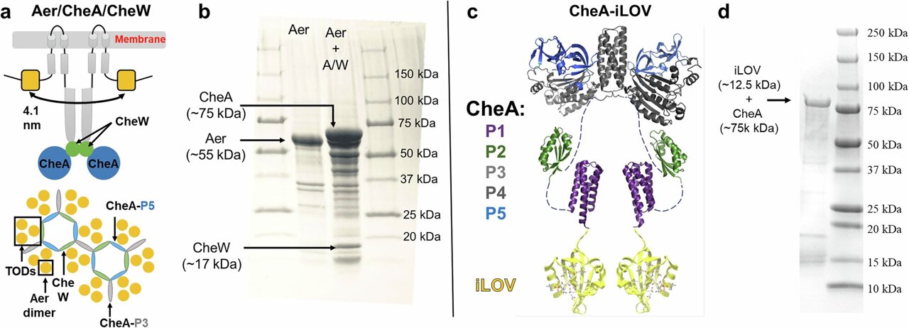 Built-in protein sensors allow noninvasive tracking of molecular ...