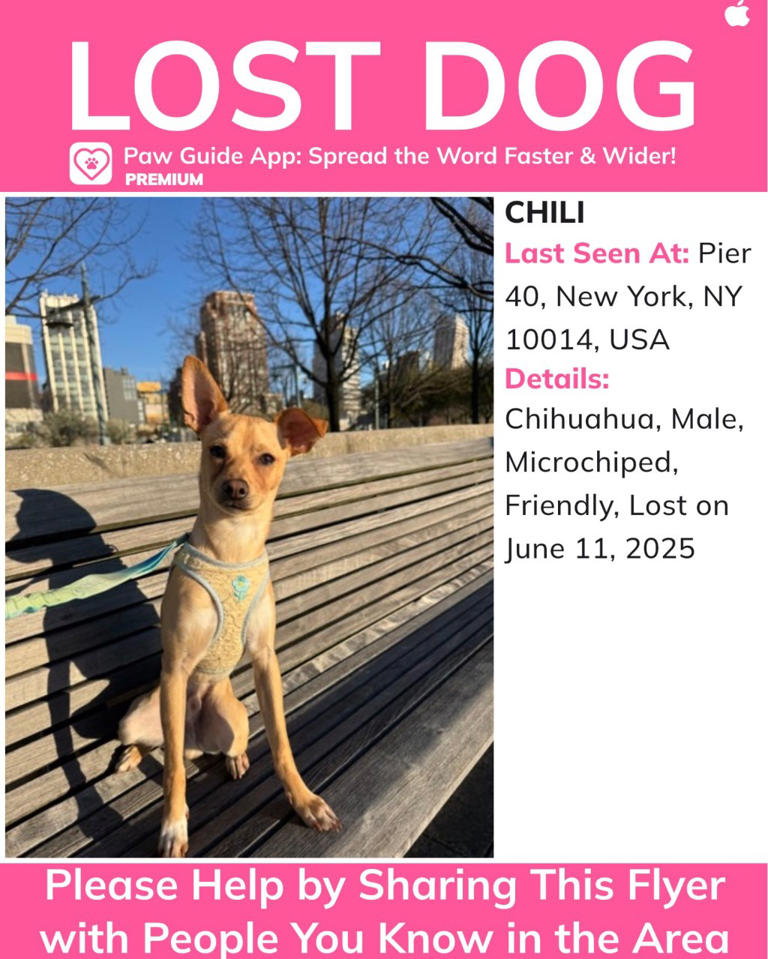 Chili the Chihuahua mix goes missing for 10 days — until kayaker ...