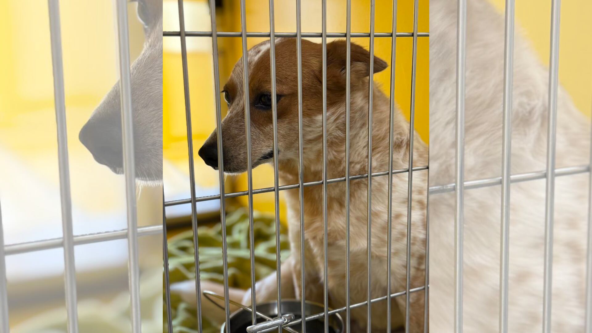 Animal welfare group fearful of bitter end for dog in need of loving home