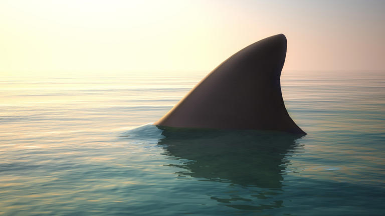 13-foot great white shark tears diver apart while his friends watched ...