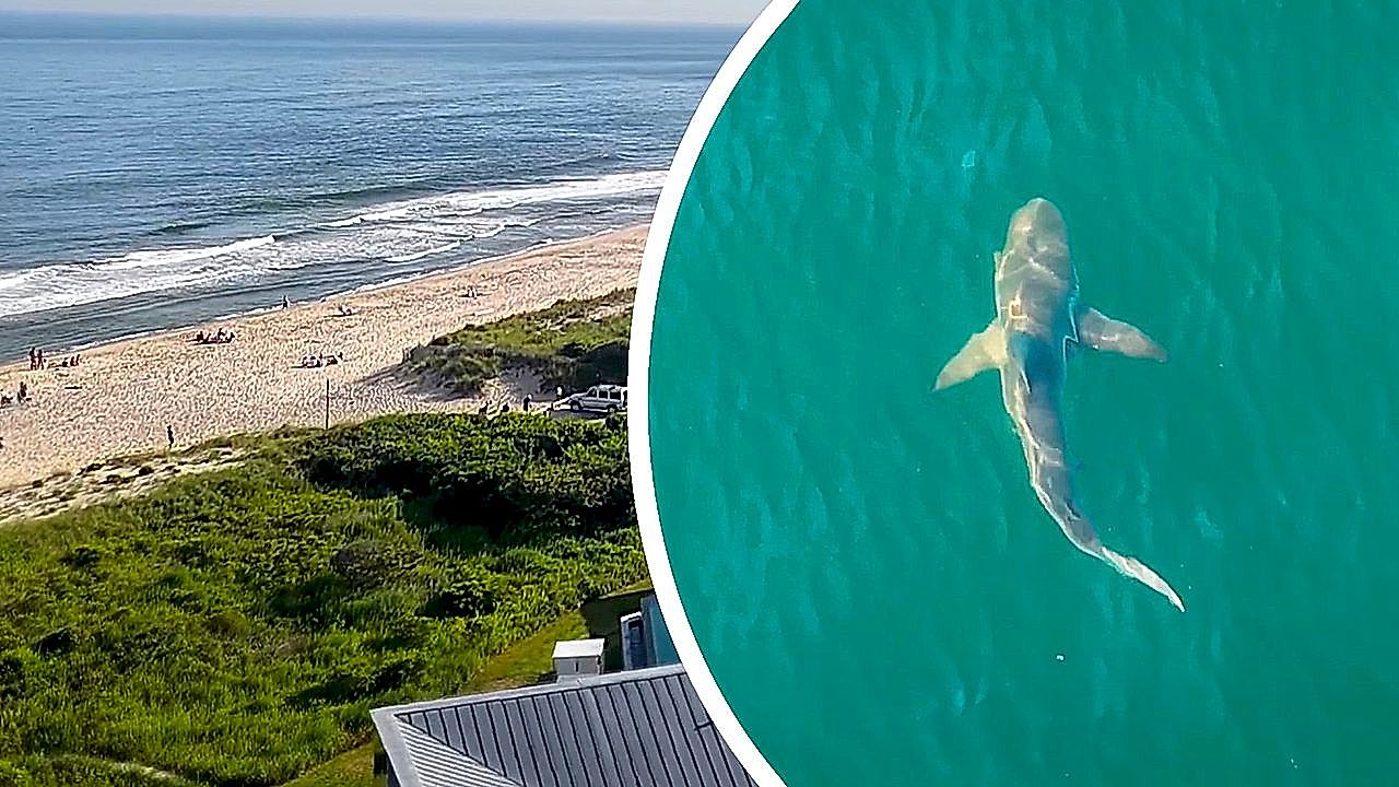 Great white shark spotted off South Hampton coast, NY