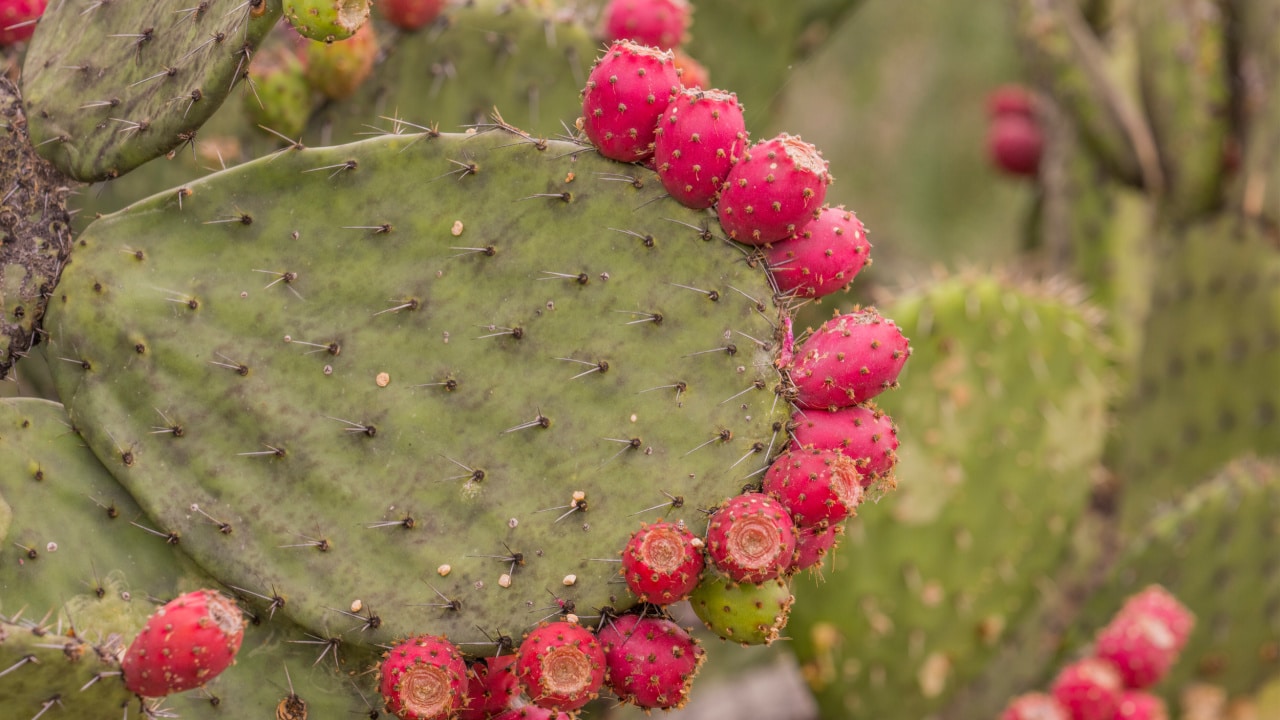 Nopal Plastic Is Just the Latest Incredibly Sustainable Way the Iconic ...