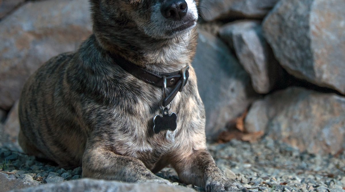 Tiny Chihuahua-Dutch Shepherd Mix Is Giving Full Hand Grenade Energy