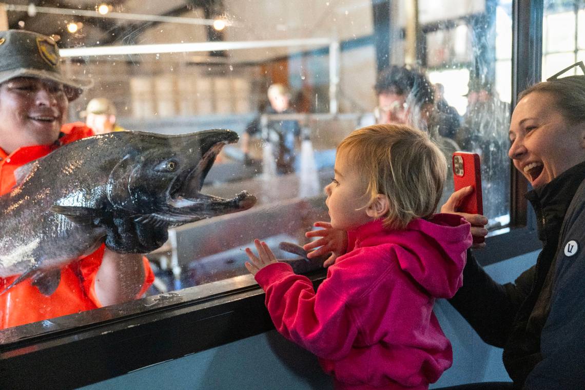 Nimbus Fish Hatchery in Gold River closes public areas for ‘slow summer ...