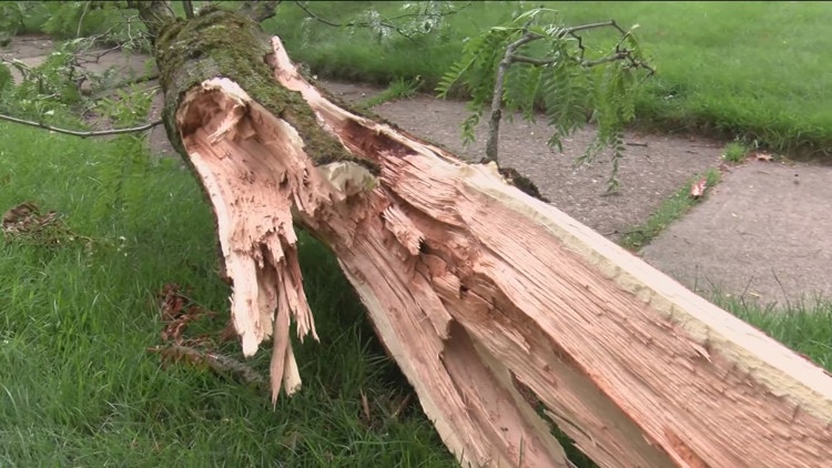 Old Orchard residents concerned about dangerous trees after limbs fall ...