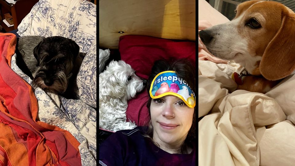 Dogs in your bed? Research says good for some and bad for others