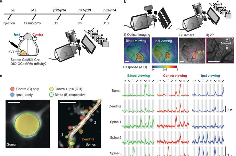 Connect or reject: Extensive rewiring builds binocular vision in the brain