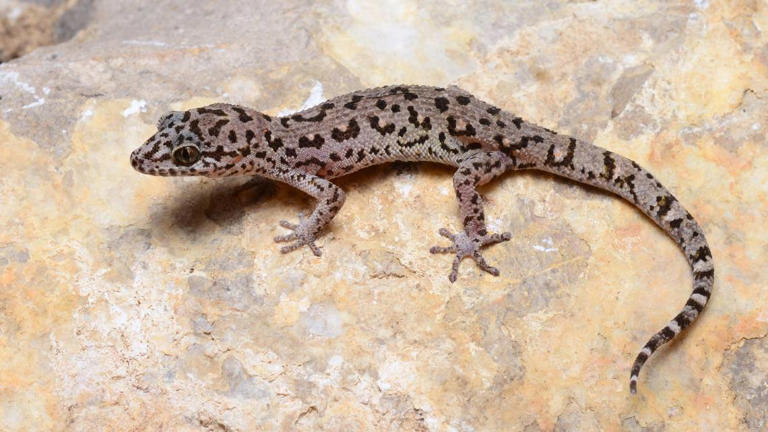 ‘Leaf-toed' creature found ‘wandering' at night in Cambodia. It's a new ...