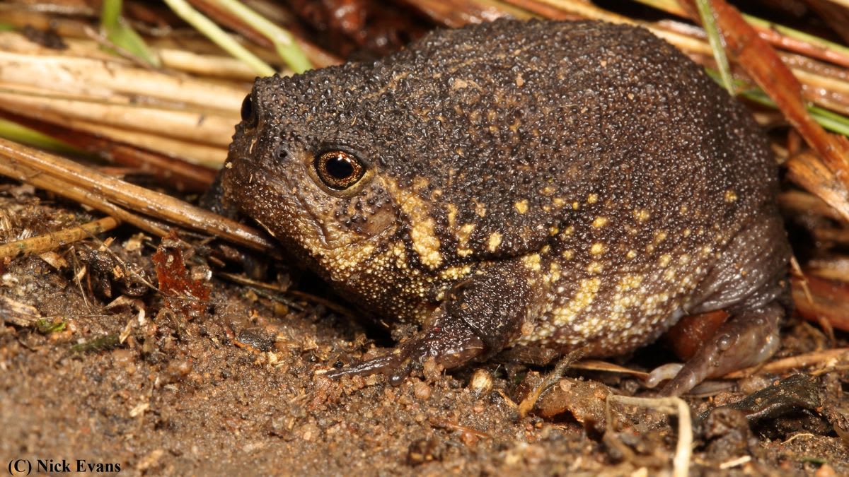 New Species Of South African Rain Frog Discovered, And It’s Absolutely ...