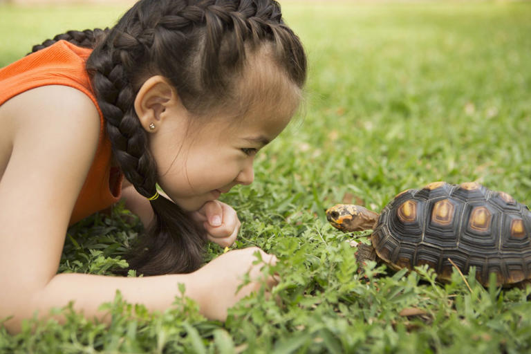 A Beginner’s Guide to Owning a Pet Tortoise