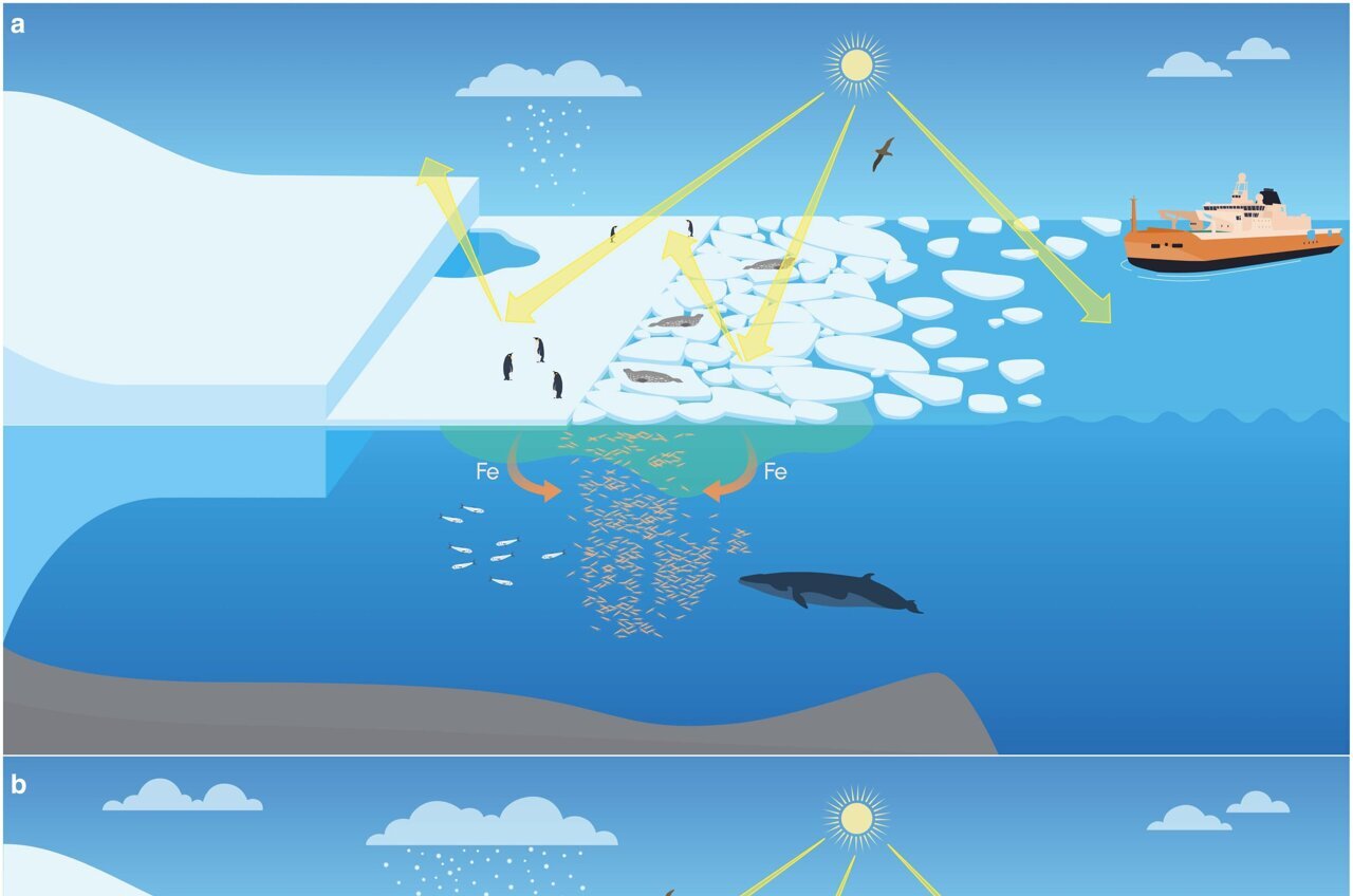 Low Antarctic sea ice can trigger ecosystem disruptions