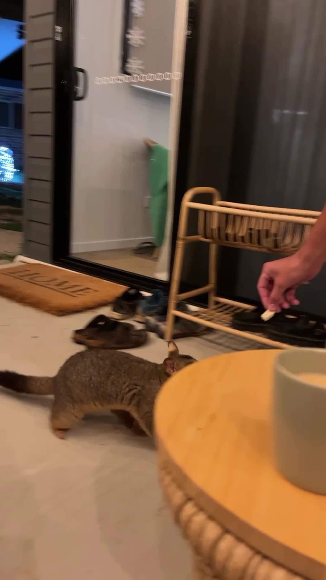 Feeding a Curious Possum on the Porch