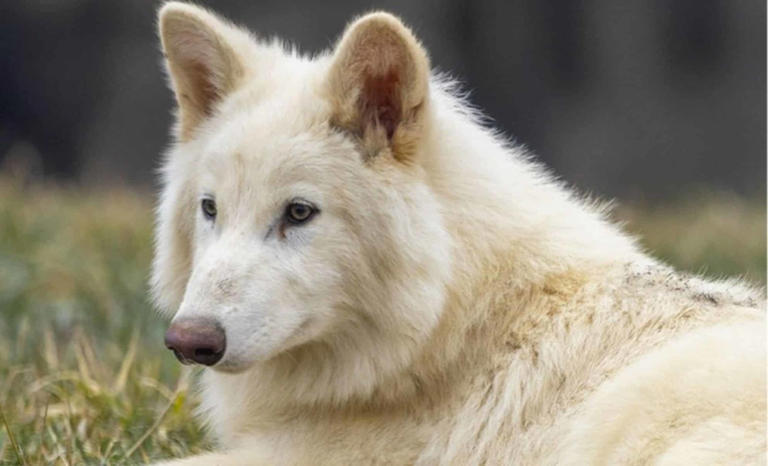 After 6 Months, Colossal’s “Dire Wolves” Are Twice as Large