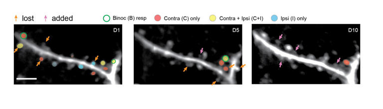 Connect or reject: Extensive rewiring builds binocular vision in the brain