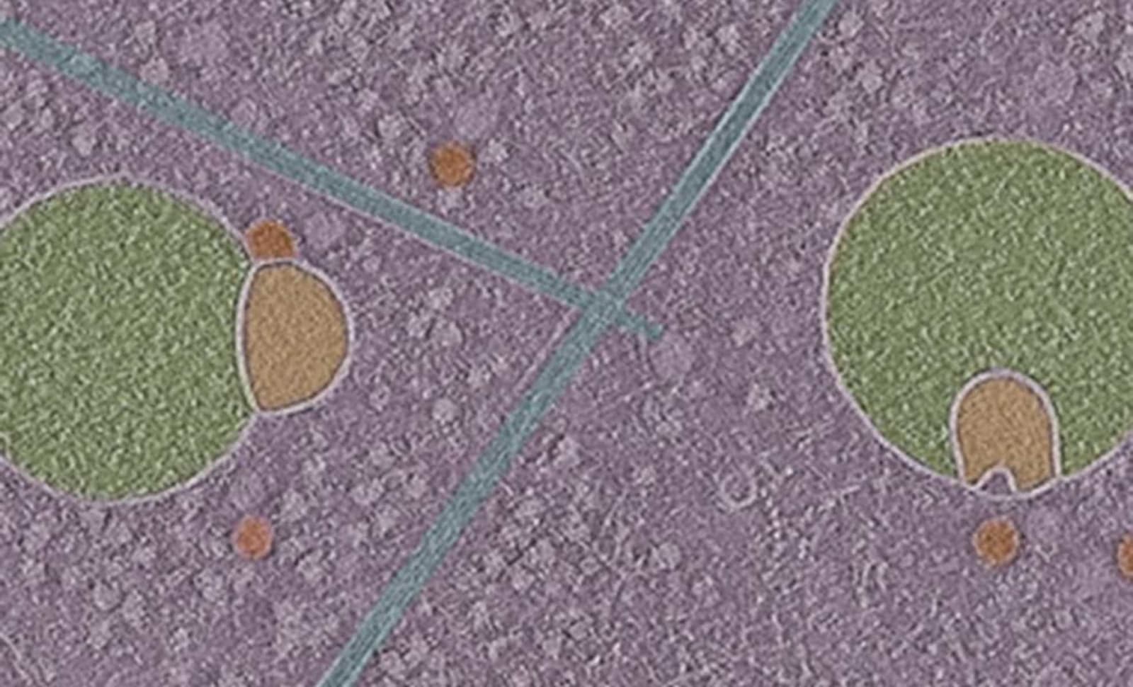 Human Cells Hold a Mysterious Structure, and Biologists Have Just Found It
