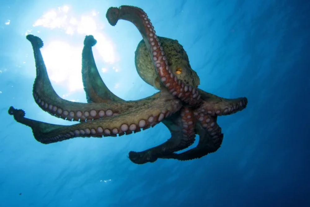 15 Creatures Once Believed to Be Mythical