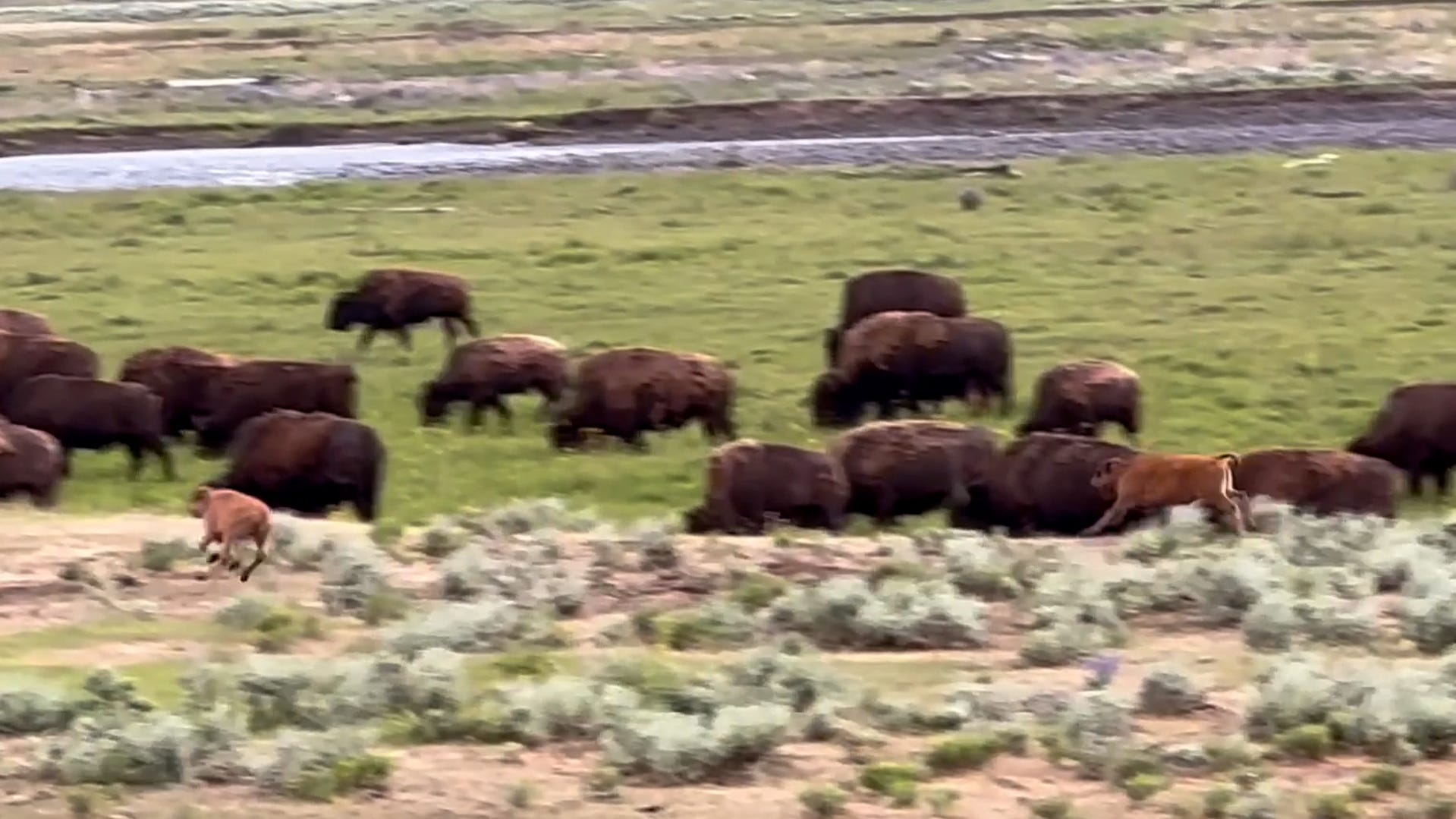 Baby bison appear to have a blast chasing each other at Yellowstone ...