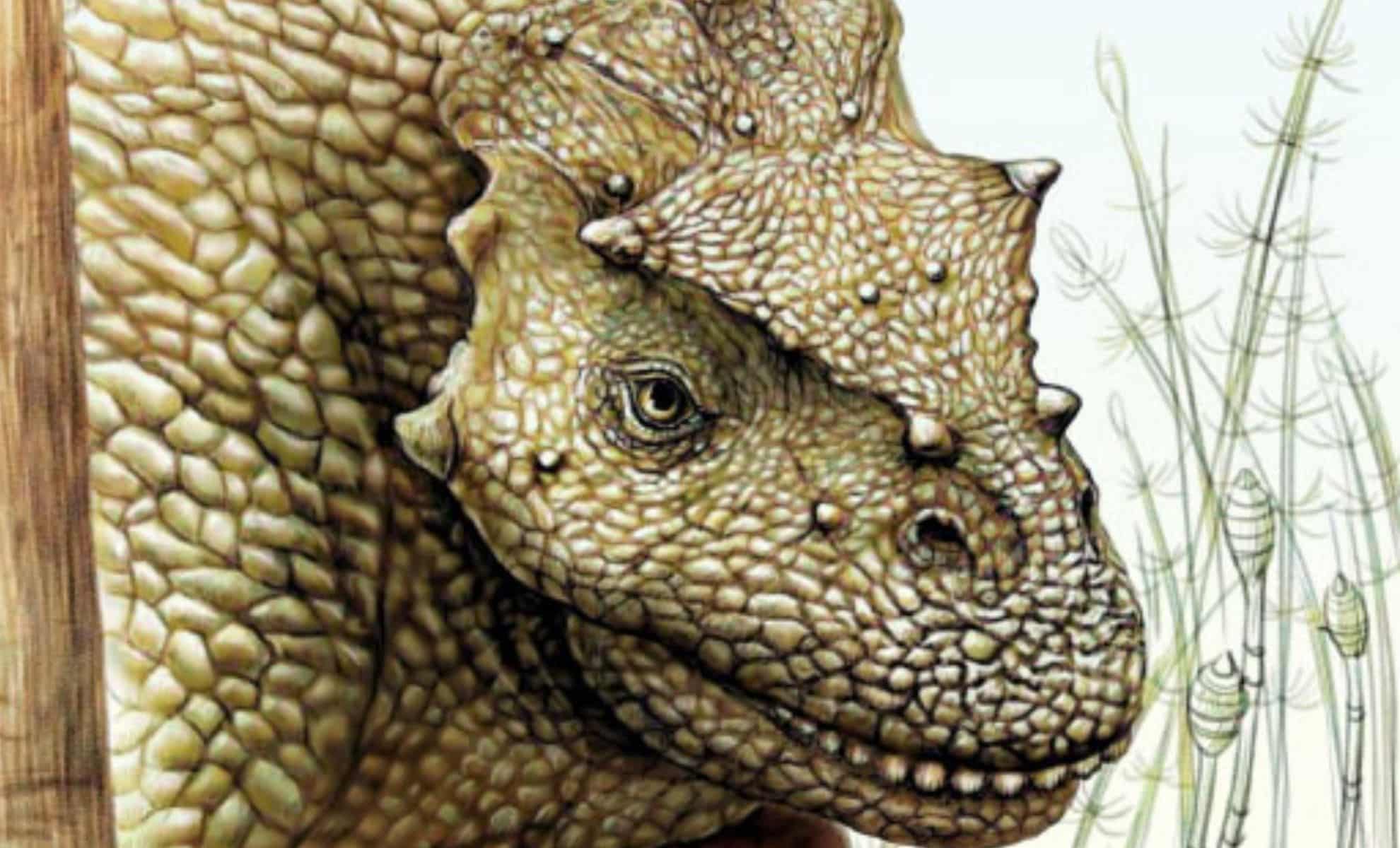 New Species of Permian Pareiasaur Found in China Unlocks Secrets of ...