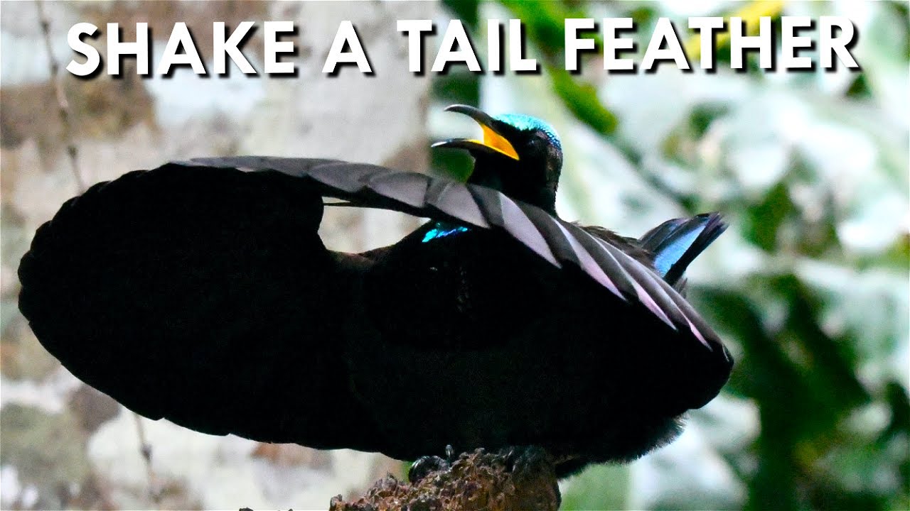 How Dancing Helps Animals Find a Mate