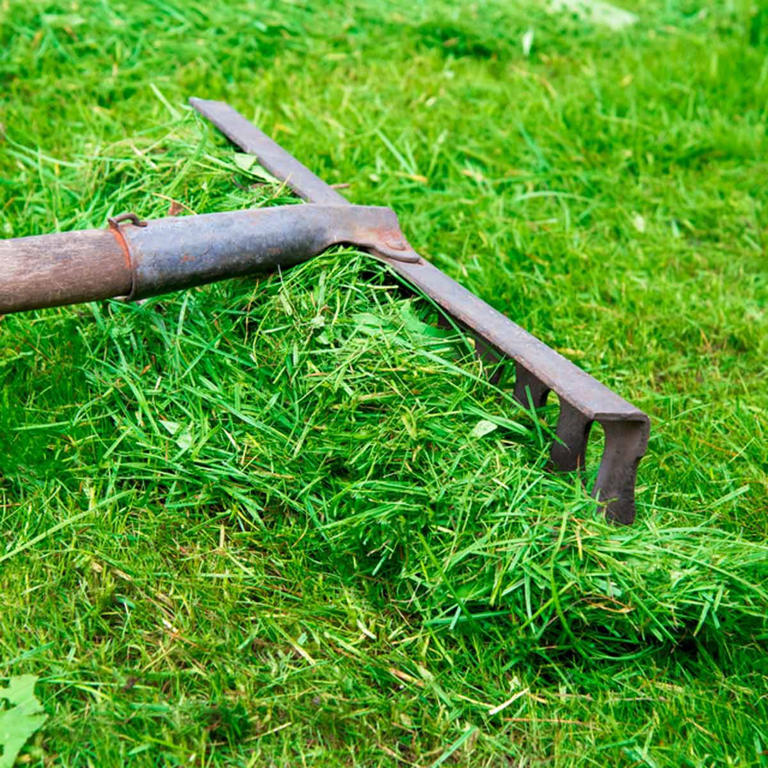 10 Gardening Myths You Shouldn’t Believe