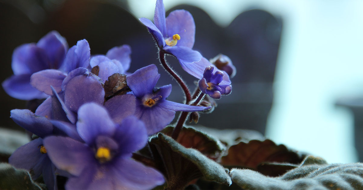 11 Gardening Tips On How To Get Full Blooms From Your African Violets