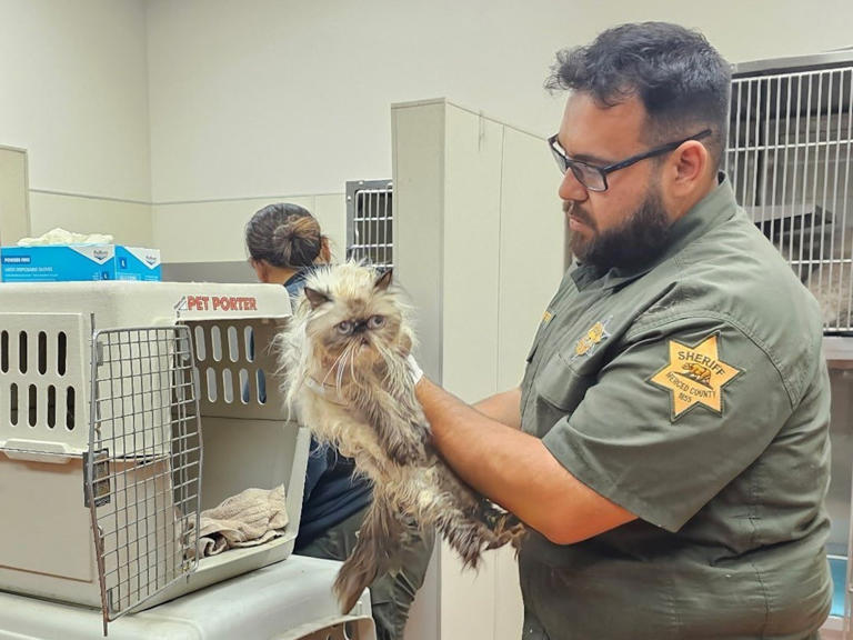 Over 100 cats left inside U-Haul, owner arrested: Police