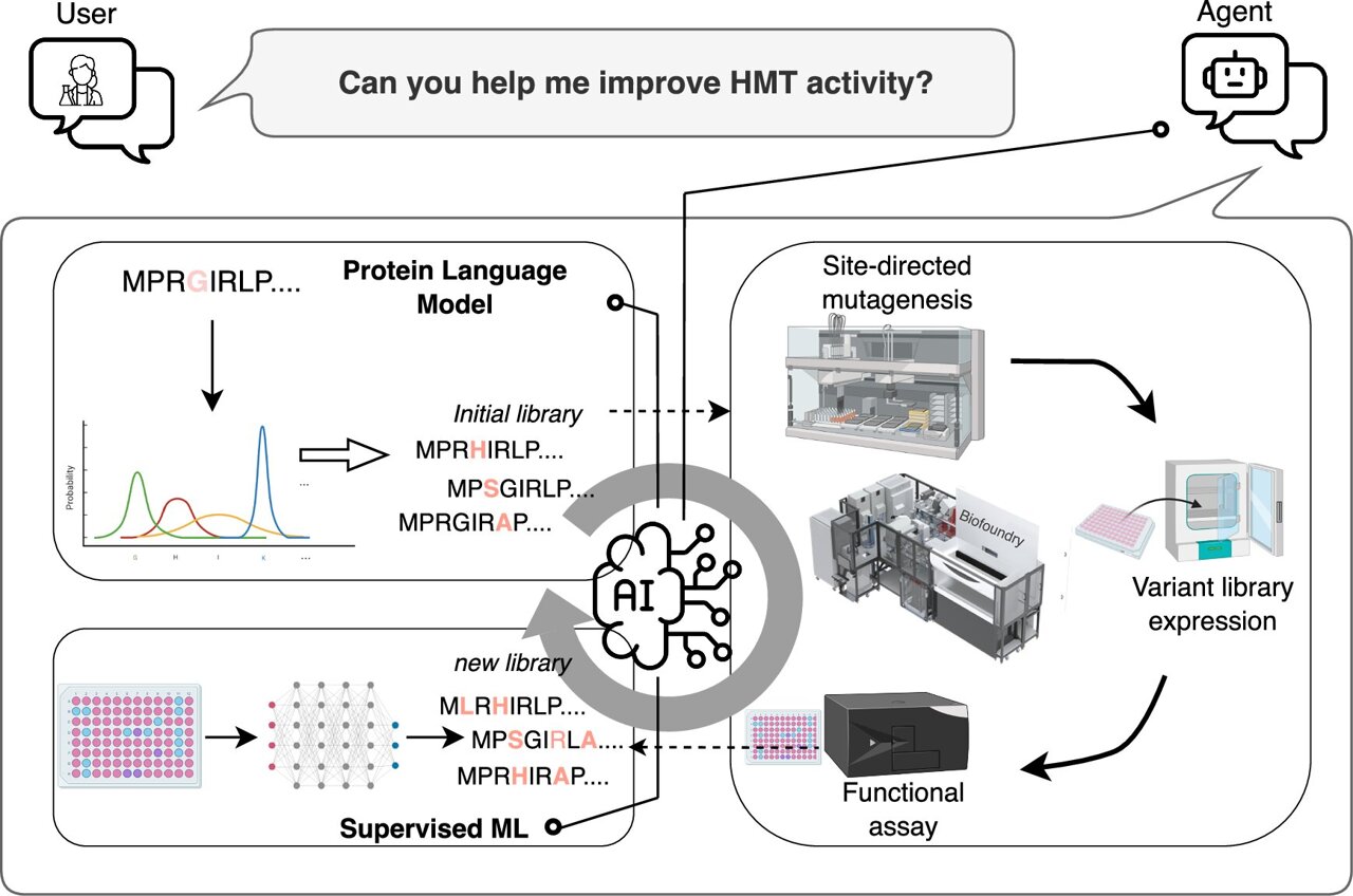 Self-driving lab: AI and automated biology combine to improve enzymes