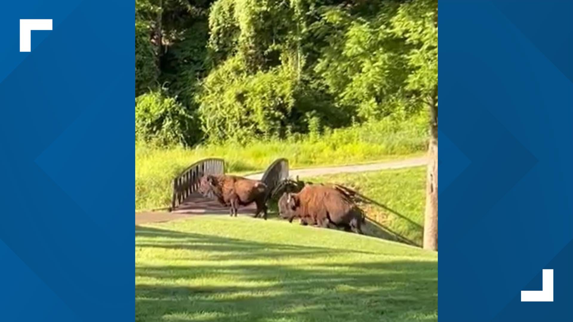 3 escaped bison shot and killed by Franklin County deputies after owner ...