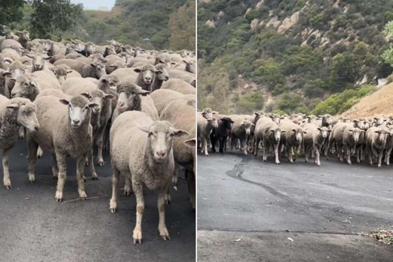 Over 300 Sheep Storm a California Street and Fill the Road After ...