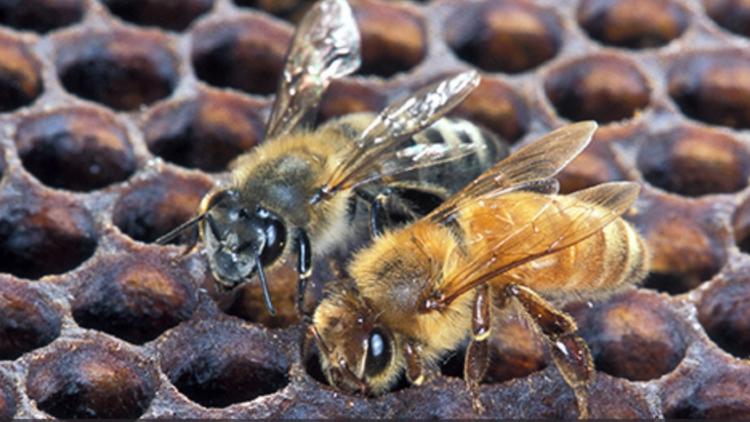 Local beekeepers keep a close eye on their hives after Africanized bee ...