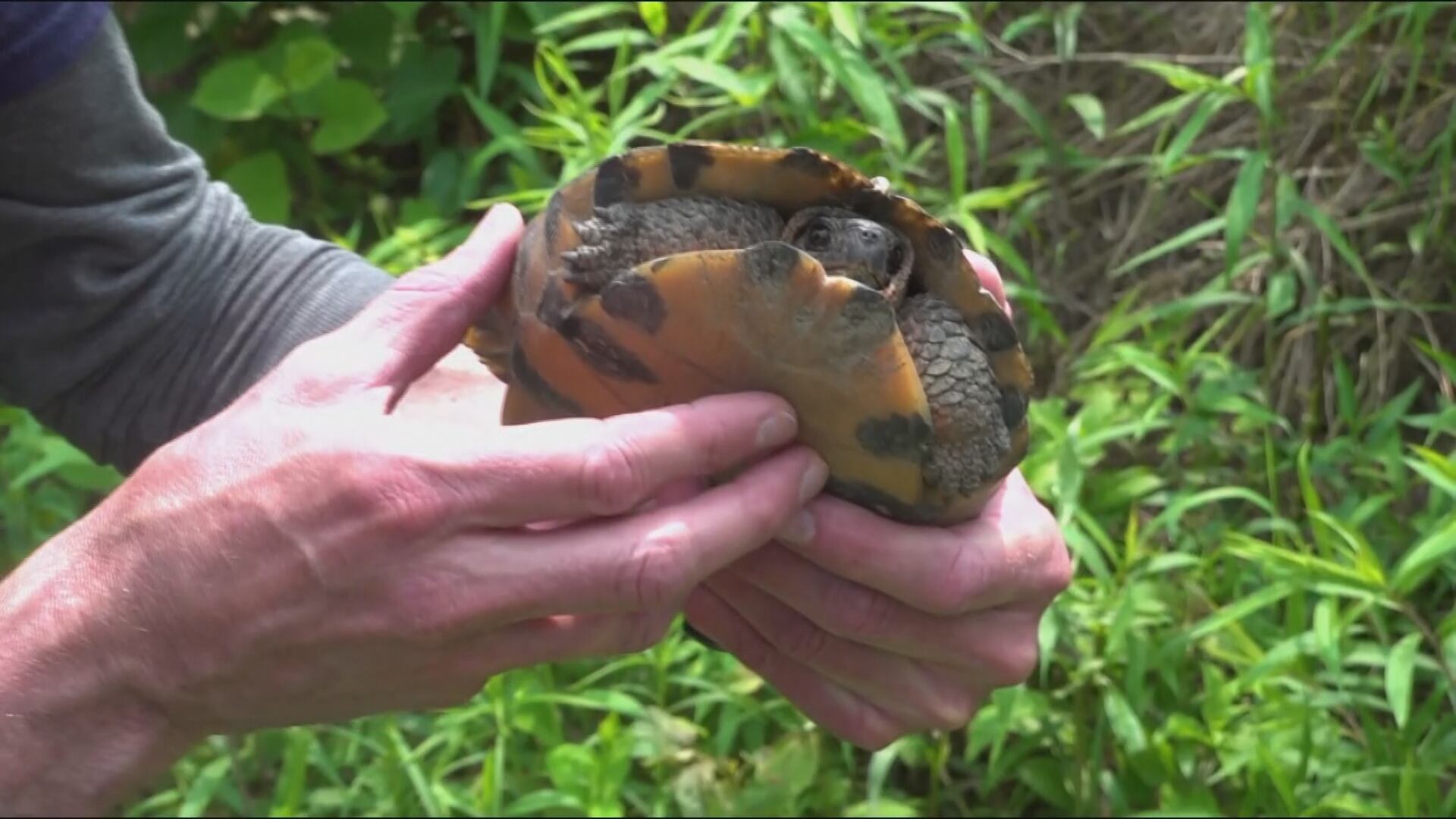 Washburn Turtle Team hits monumental milestone aimed towards conservation