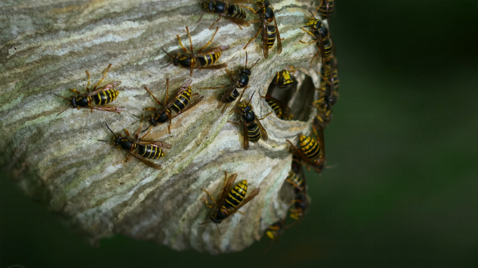 Attention aux nids suspendus de guêpe intermédiaire ~ Dolichovespula ...