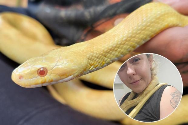 Escaped snake found after a year of searching