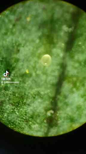 You're in Trouble If You Find These – Half-Spider, Half-Mite