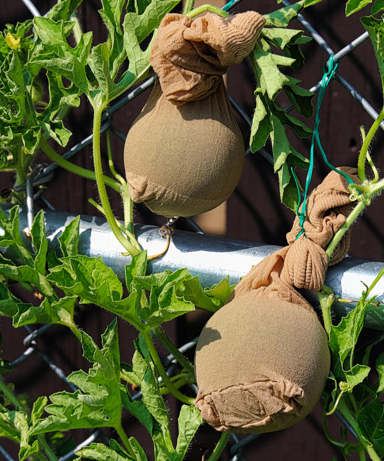 How to grow watermelons vertically in small garden spaces – 4 key steps ...